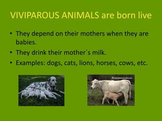 Examples Of Viviparous Animals