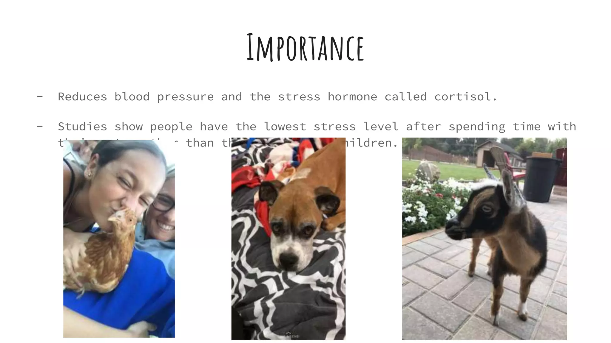 Animal stress relief pp | PPTX