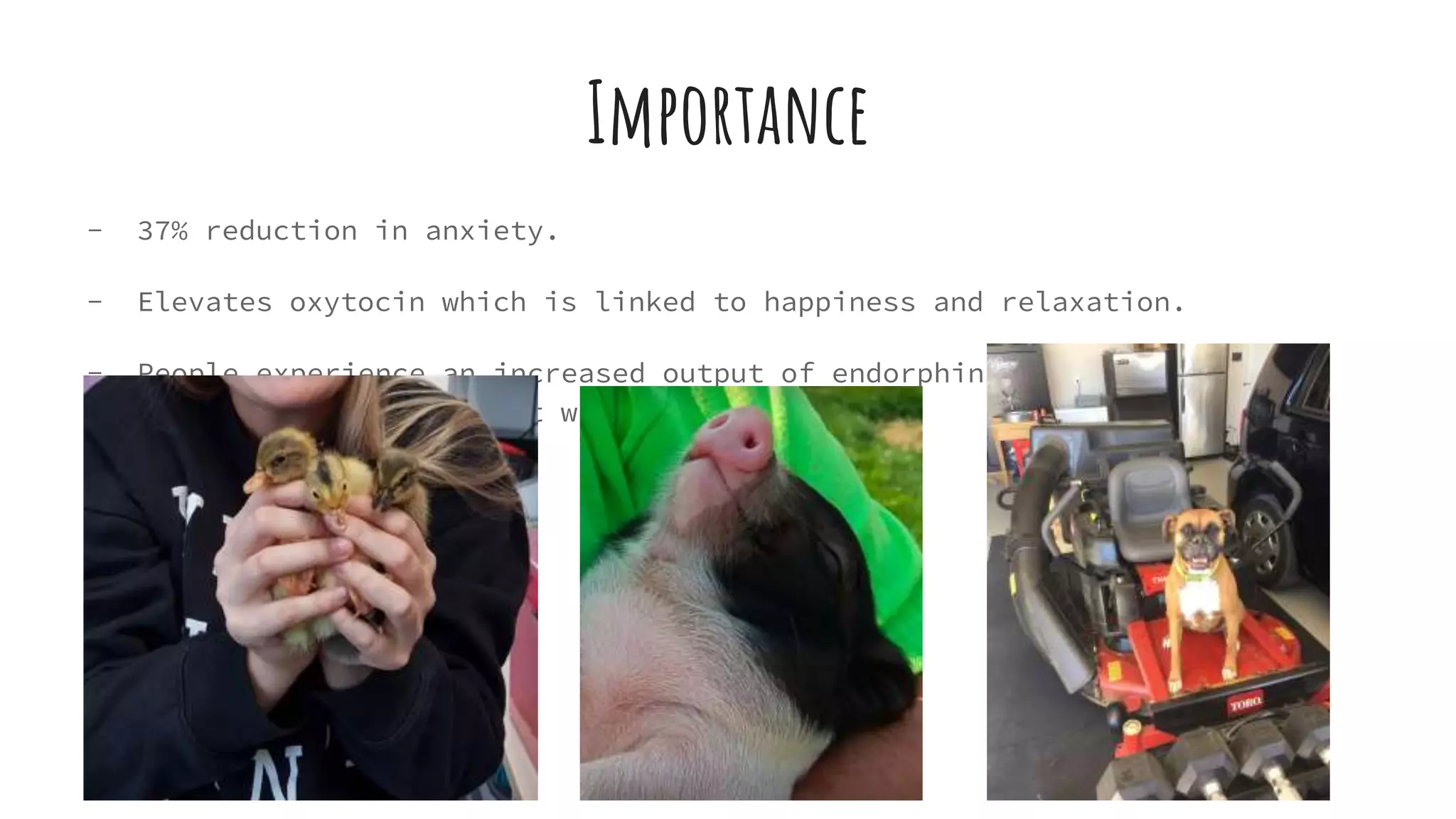 Animal stress relief pp | PPTX