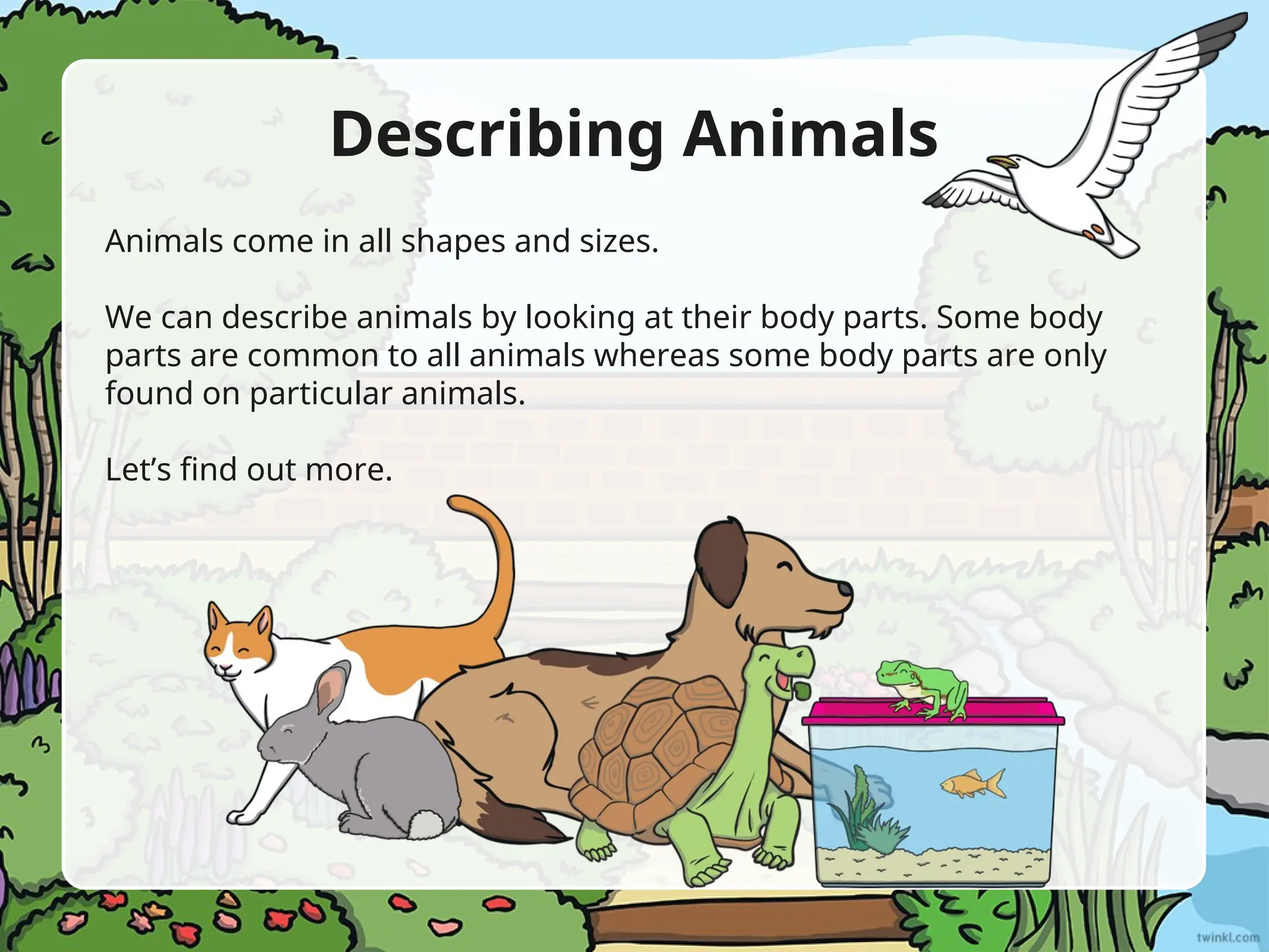 ANIMAL STRUCTURE PPT POWERPOINT PRESENTATION | PPT