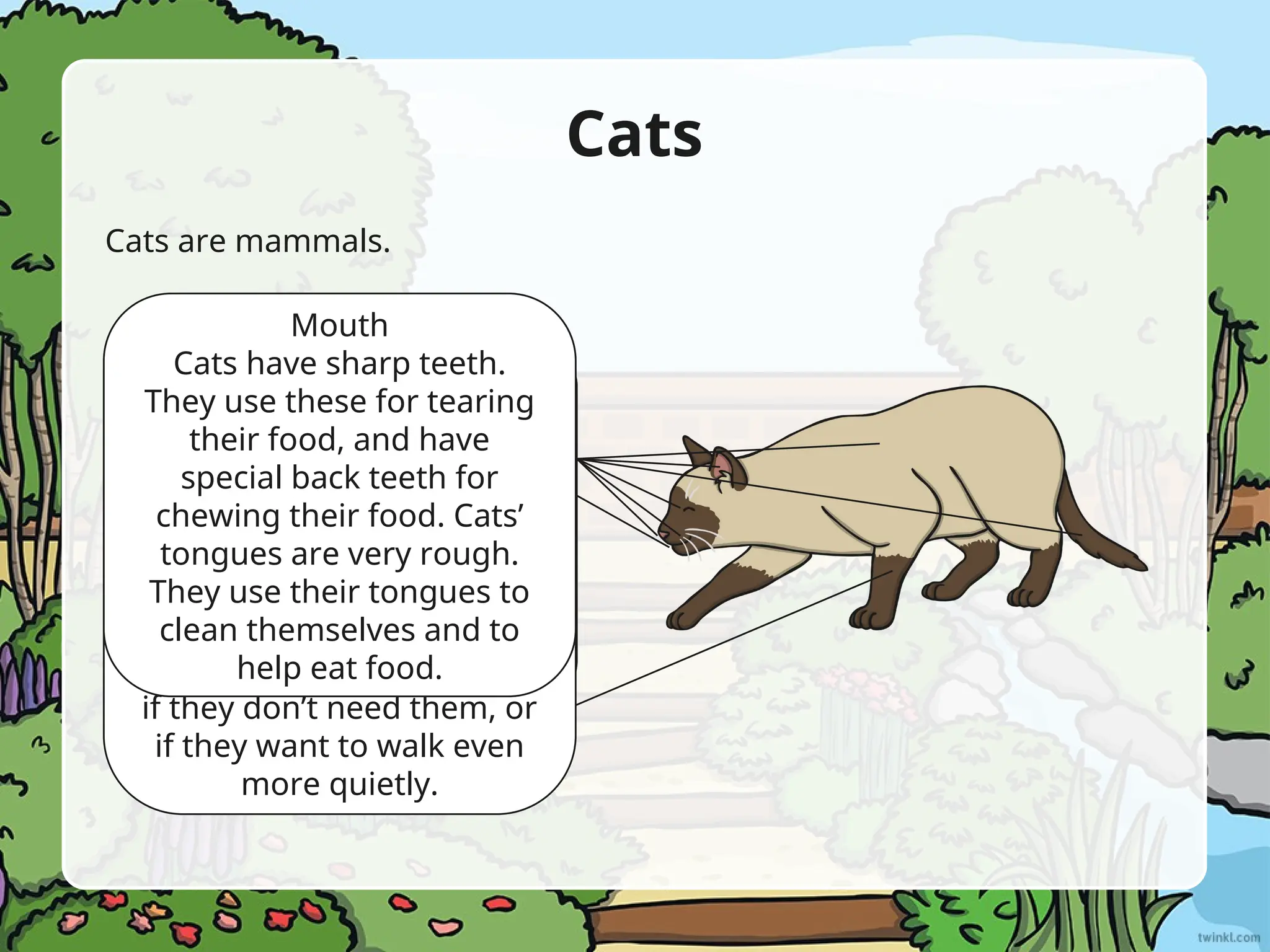 ANIMAL STRUCTURE PPT POWERPOINT PRESENTATION | PPT