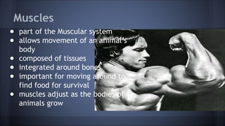 Animal structures powerpoint | PPT