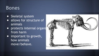 Animal structures powerpoint | PPT