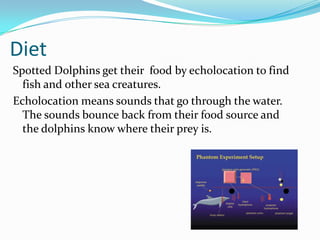 Animal Study Adrianna2 | PPTX