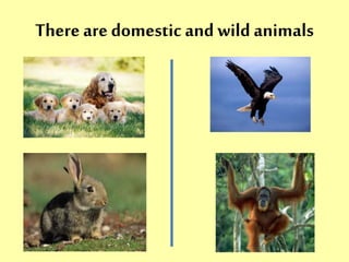 Animals unit 3 ppt | PPT