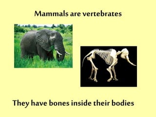 Animals unit 3 ppt | PPT