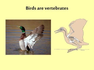 Animals unit 3 ppt | PPT