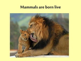 Born A Lion Quotes