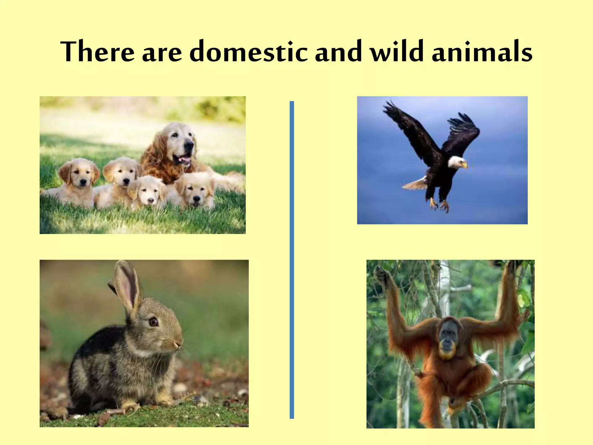 Animals unit 3 ppt | PPTX