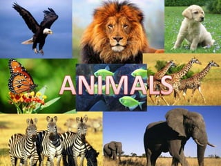 Animals unit 3 ppt | PPTX