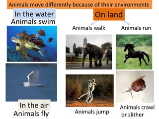 Animals unit 5 pdf | PDF