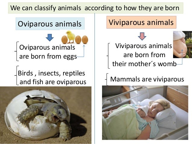 Oviparous Define