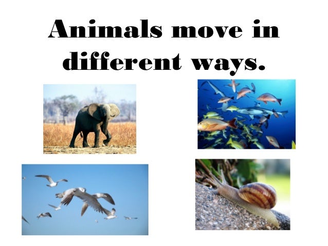 Animals unit complete