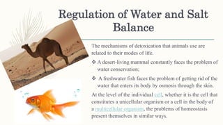 Animal survival | PPTX