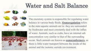Animal survival | PPTX