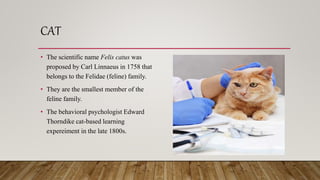 ANIMALS USED IN EXPERIMENTAL PHARMACOLOGY.pptx