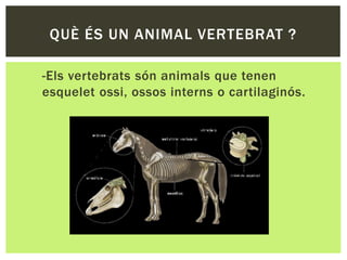 Animals vertebrats | PPT