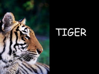 Animals vocab | PPT