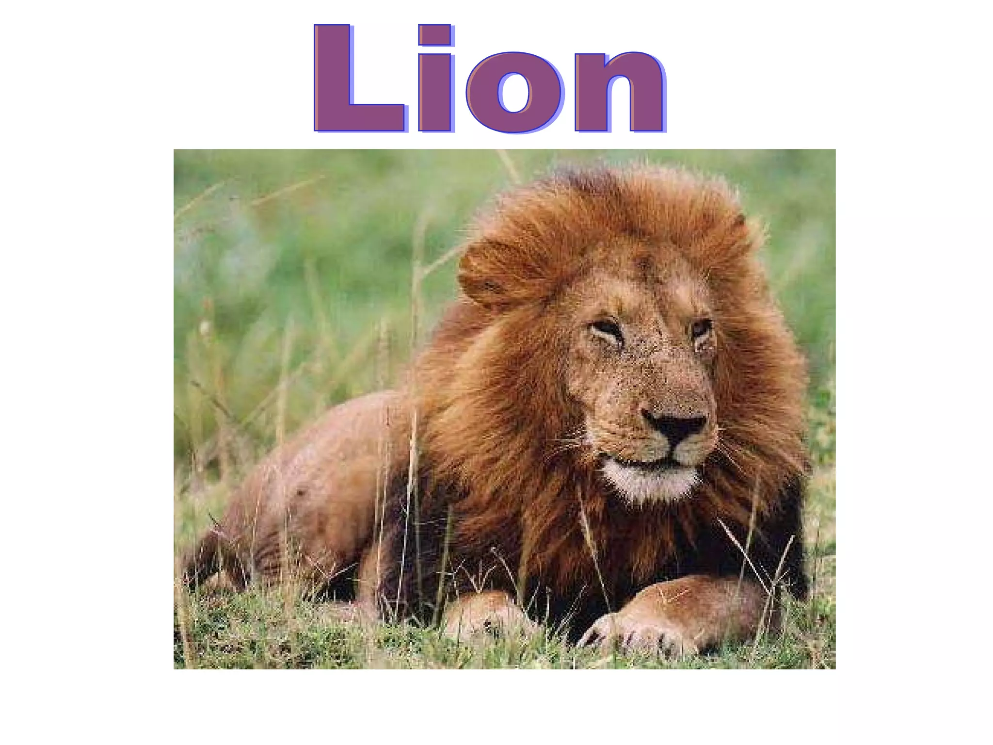 Animals Vocabulary | PPT