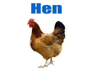 Animals Vocabulary | PPT