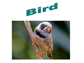 Animals Vocabulary | PPT