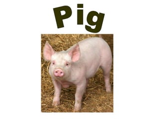 Animals Vocabulary | PPT