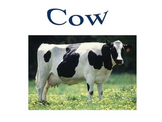 Animals Vocabulary | PPT