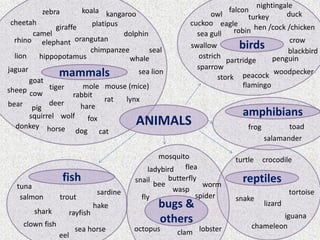 Animals vocabulary | PDF