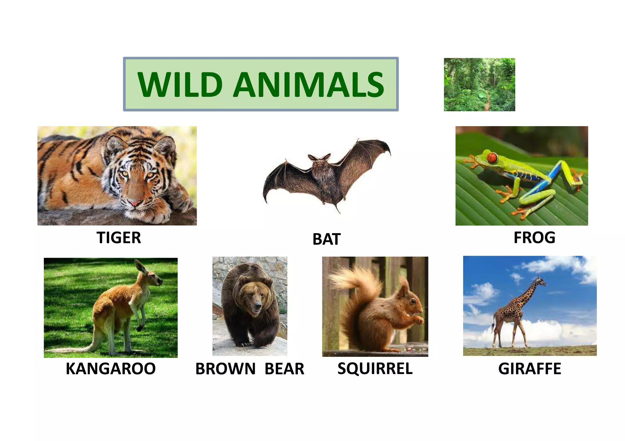 Animals vocabulary | PDF | Zoos & Aquariums | Attractions