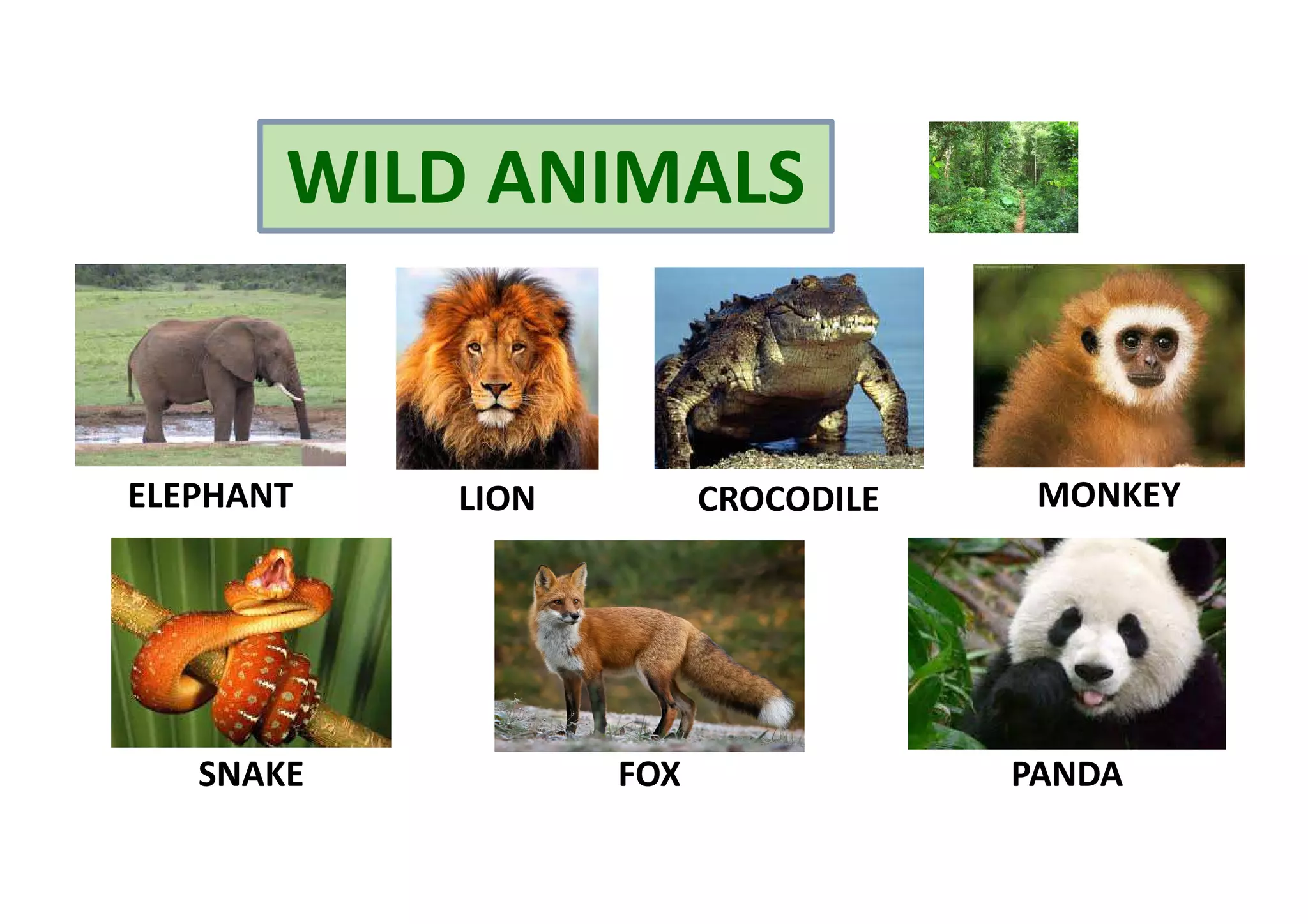 Animals vocabulary | PDF