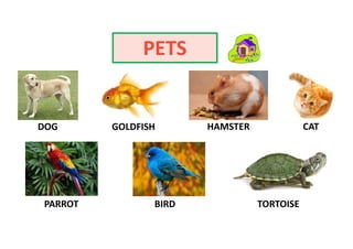 Animals vocabulary | PDF