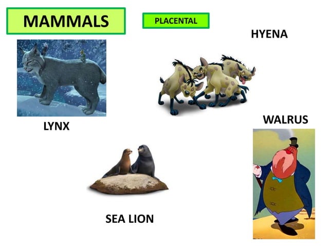 Animals vocabulary disney | PPTX