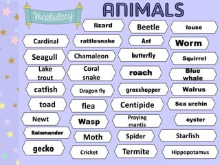 Animals vocabulary part 3 | PPT