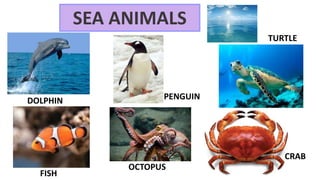 Animals vocabulary y1 | PPT