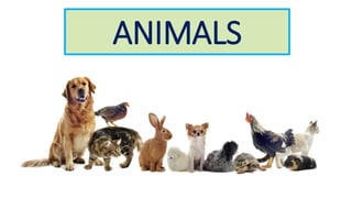 Animals vocabulary y1 | PPT