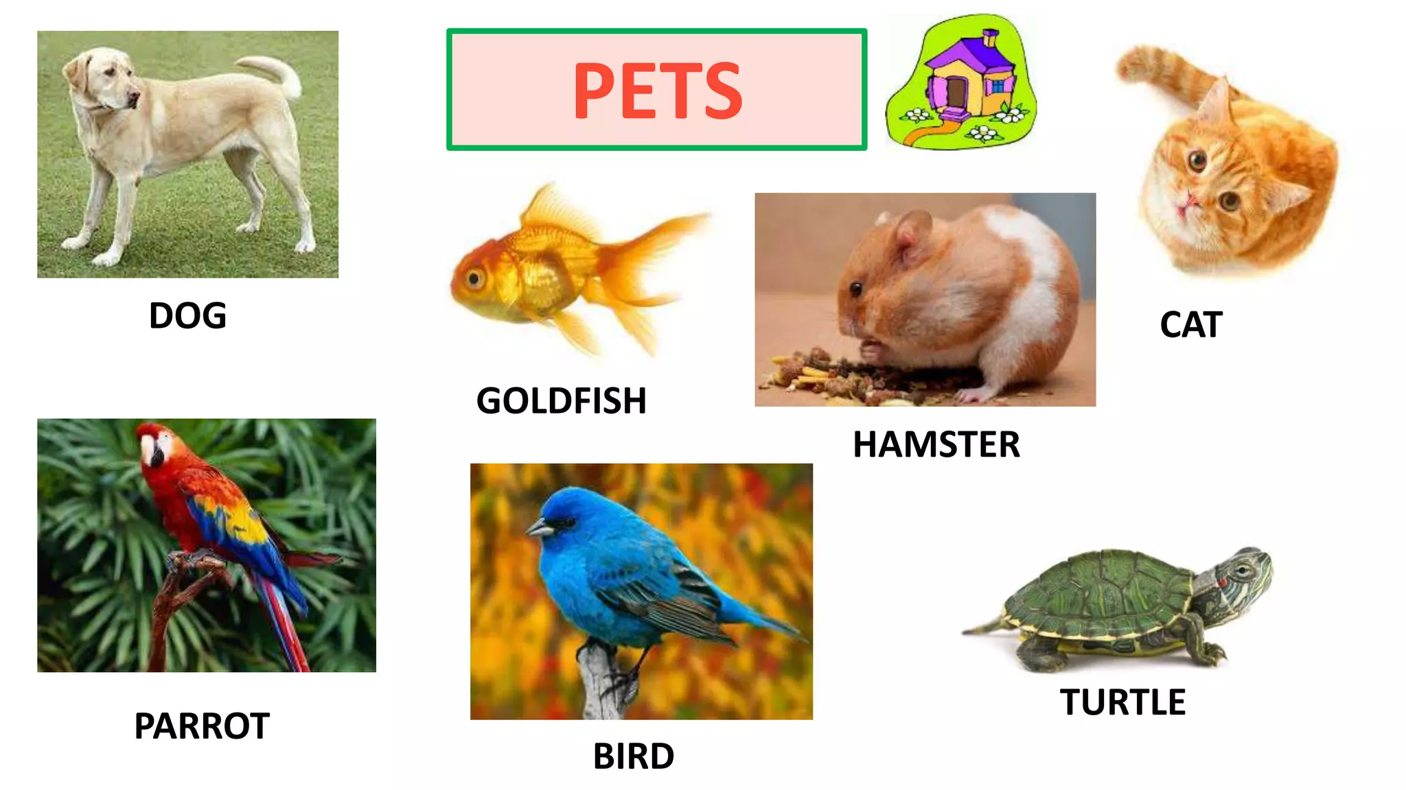 Animals vocabulary y1 | PPTX
