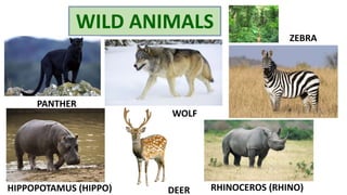 Animals vocabulary y1 | PPTX