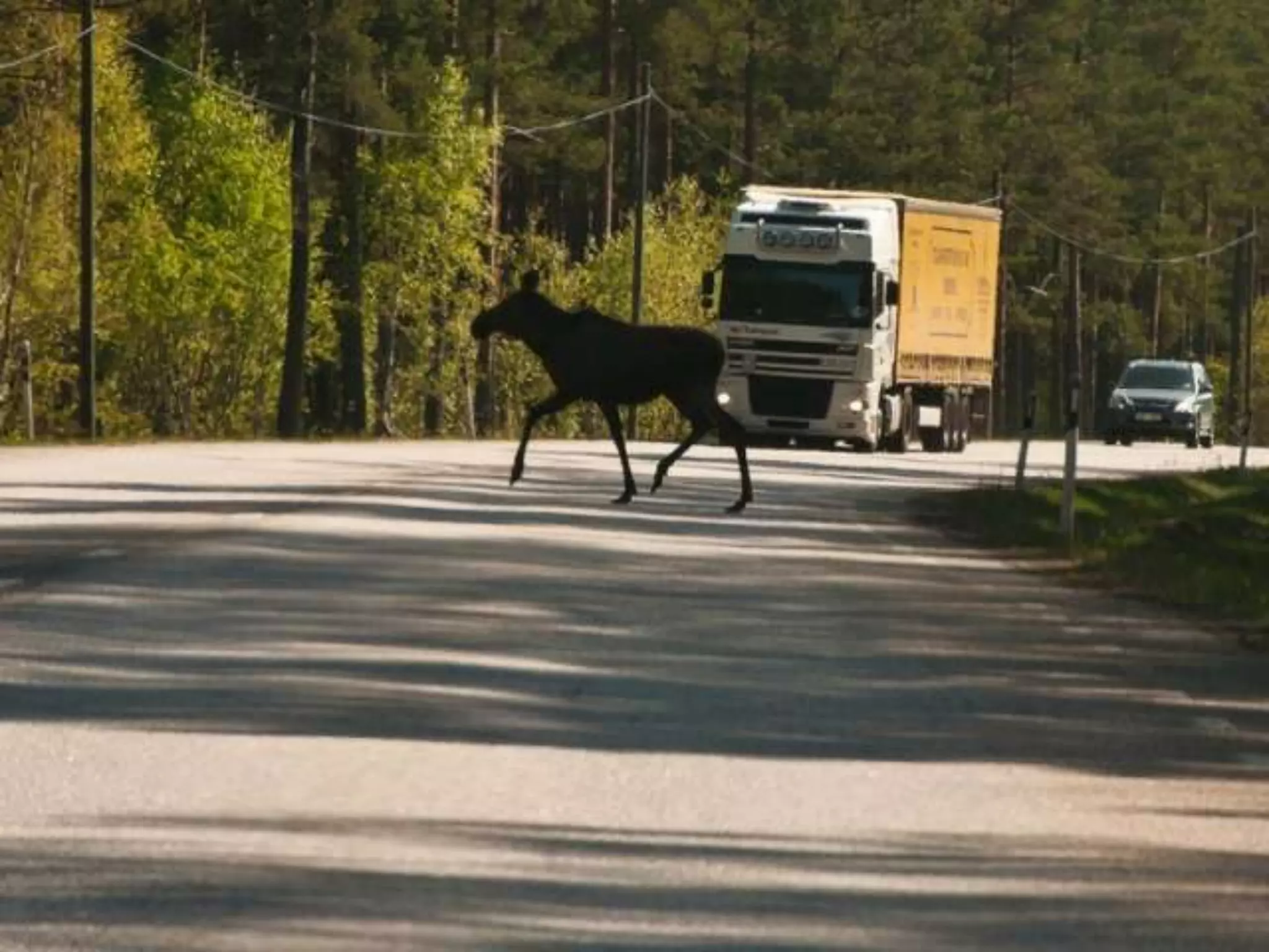 Animals vs cars (v.m.) | PPSX