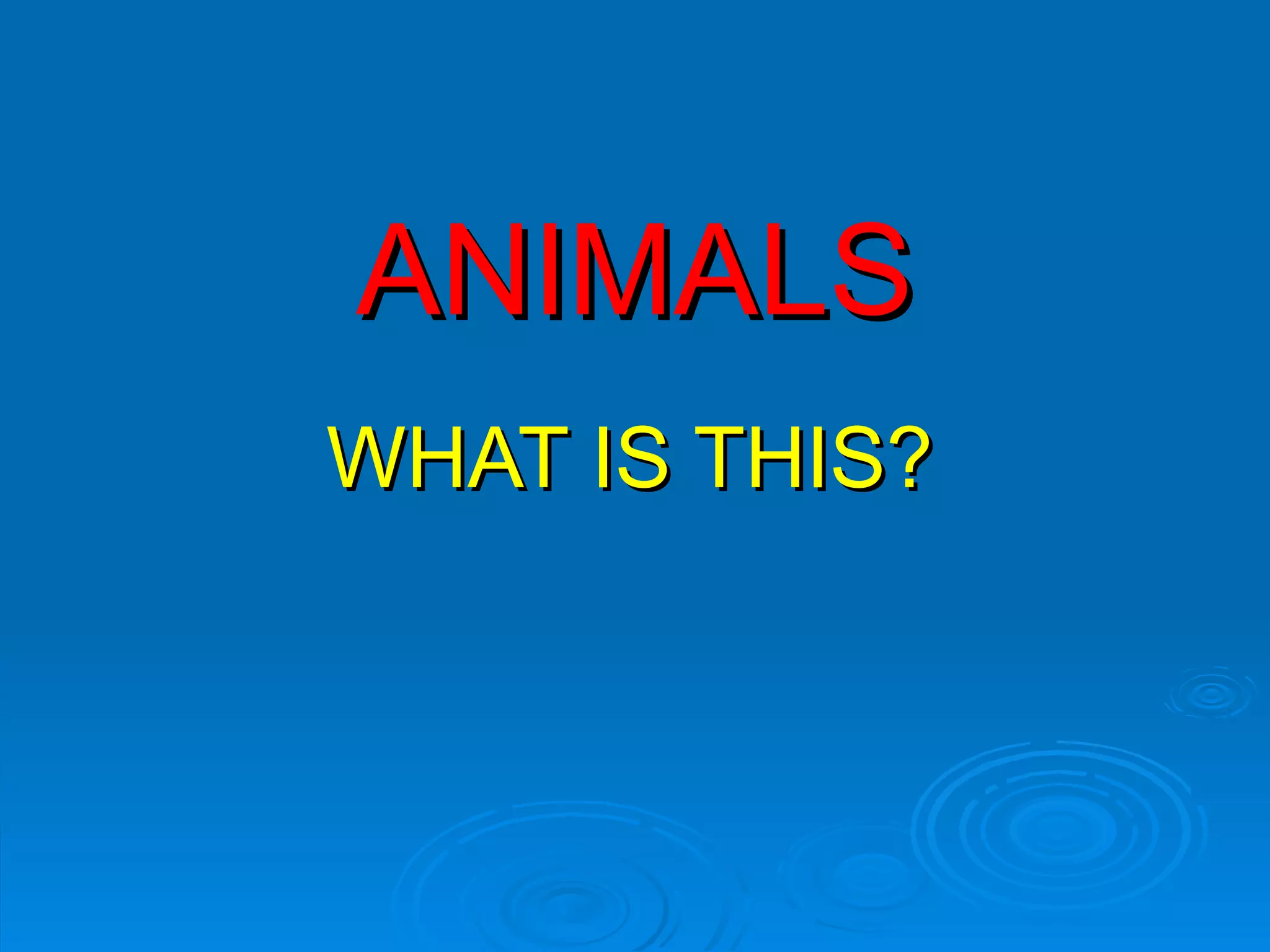 Animal what is this? | PPS