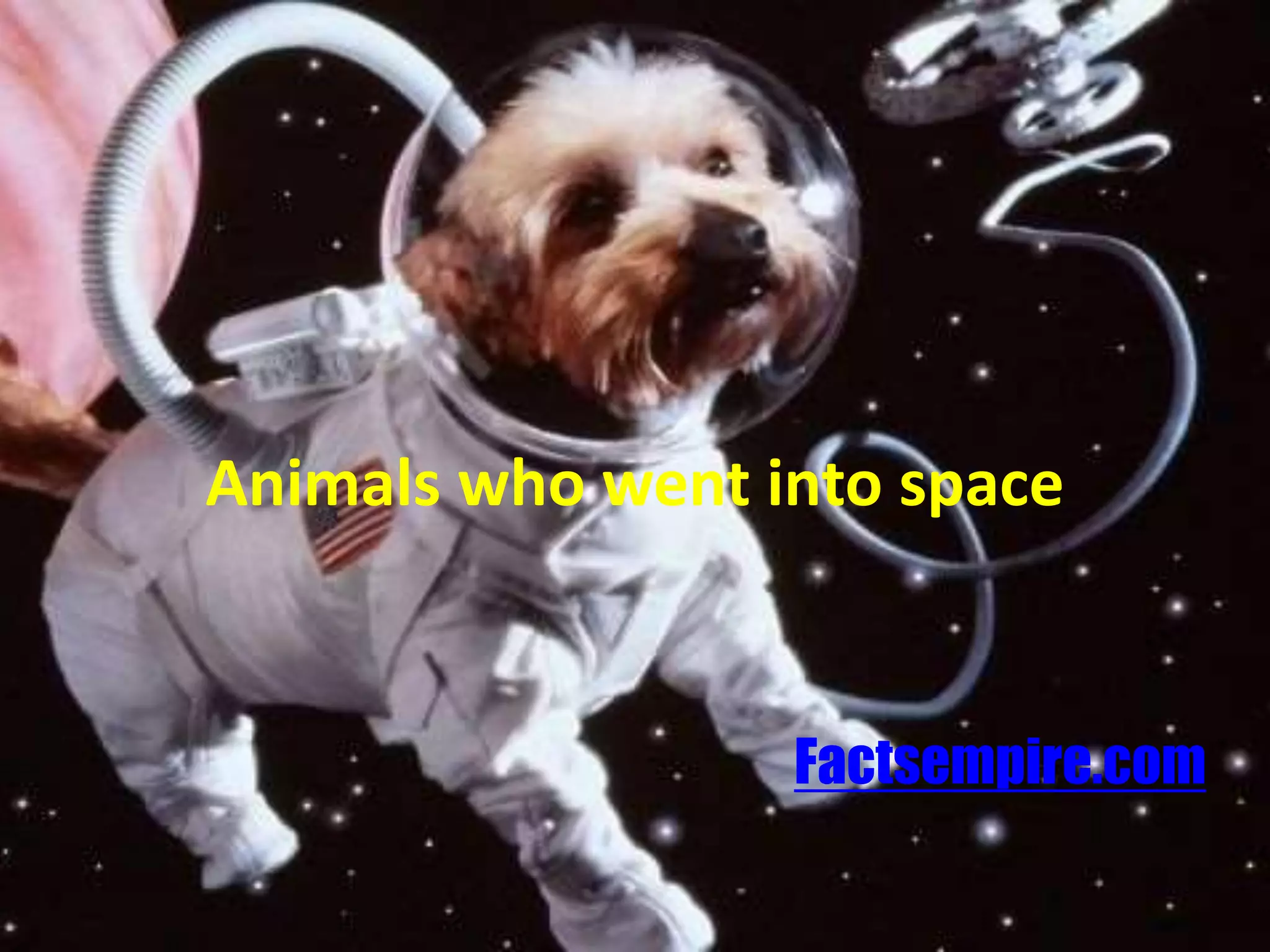 Animals who went into space | PPTX