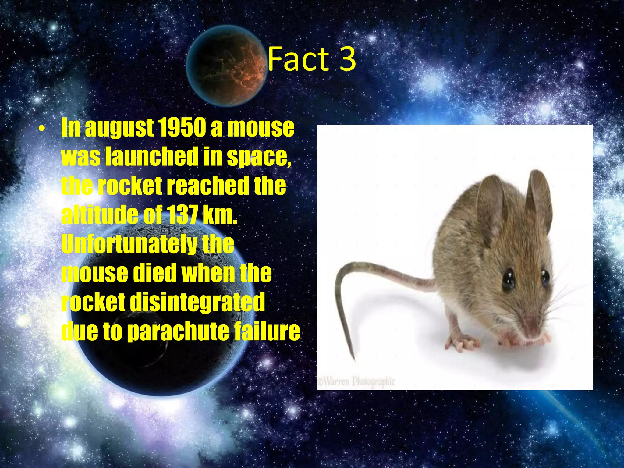 Animals who went into space | PPTX