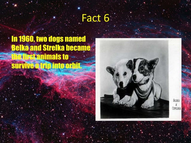 Animals who went into space | PPTX | Space and Astronomy | Science