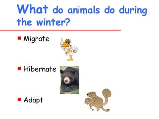 Animals Winter | PPT | Birds | Pets