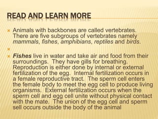 ANIMALS WITH BACKBONES.pptx