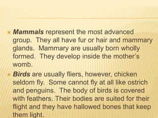 ANIMALS WITH BACKBONES.pptx