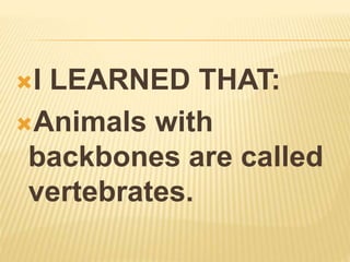 ANIMALS WITH BACKBONES.pptx