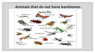 Animals Without Backbones grade 2 science.pptx