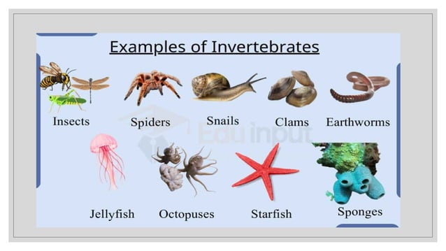 Animals Without Backbones grade 2 science.pptx