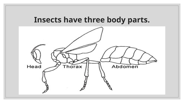 Animals Without Backbones grade 2 science.pptx