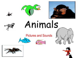 Animals with sound | PPT